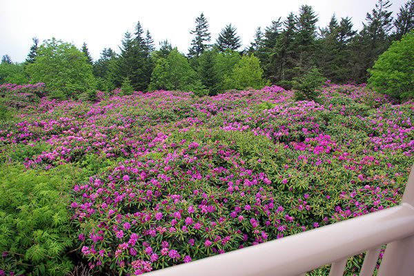 Roan Mountain NC Rhododendron Photos