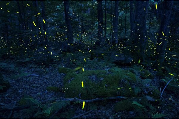Fireflies in the NC Mountains