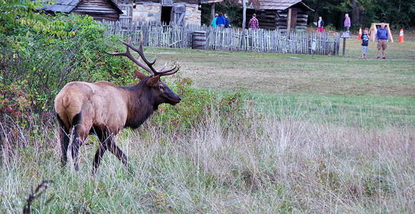 Elk in Cherokee