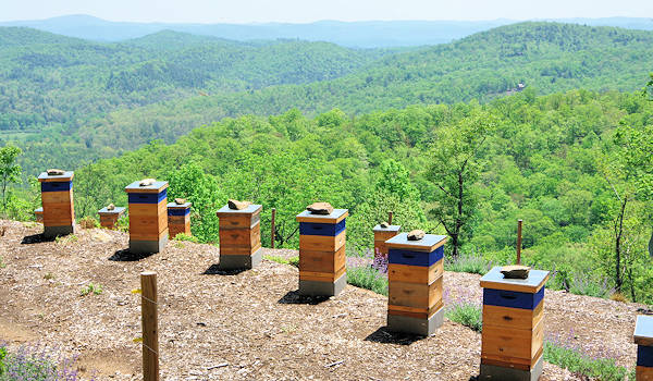 Farm Tours, Asheville, North Carolina